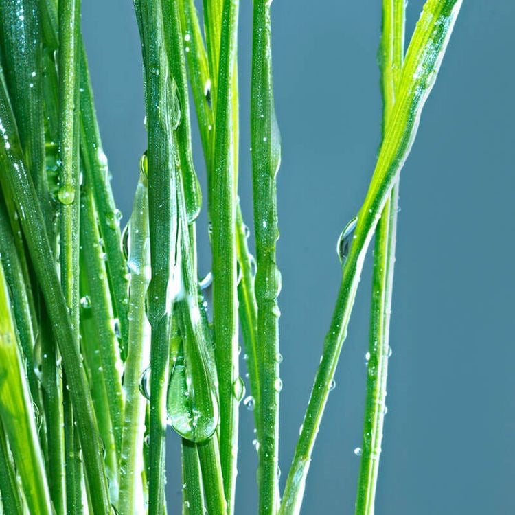 Top Healing Benefits of Vetiver for Skin | Vetiver Oil Uses
